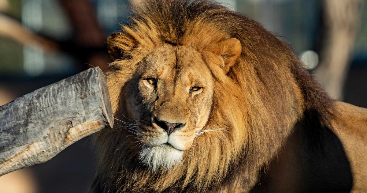 Stage 5: Environmental Change and Management | Taronga Conservation ...