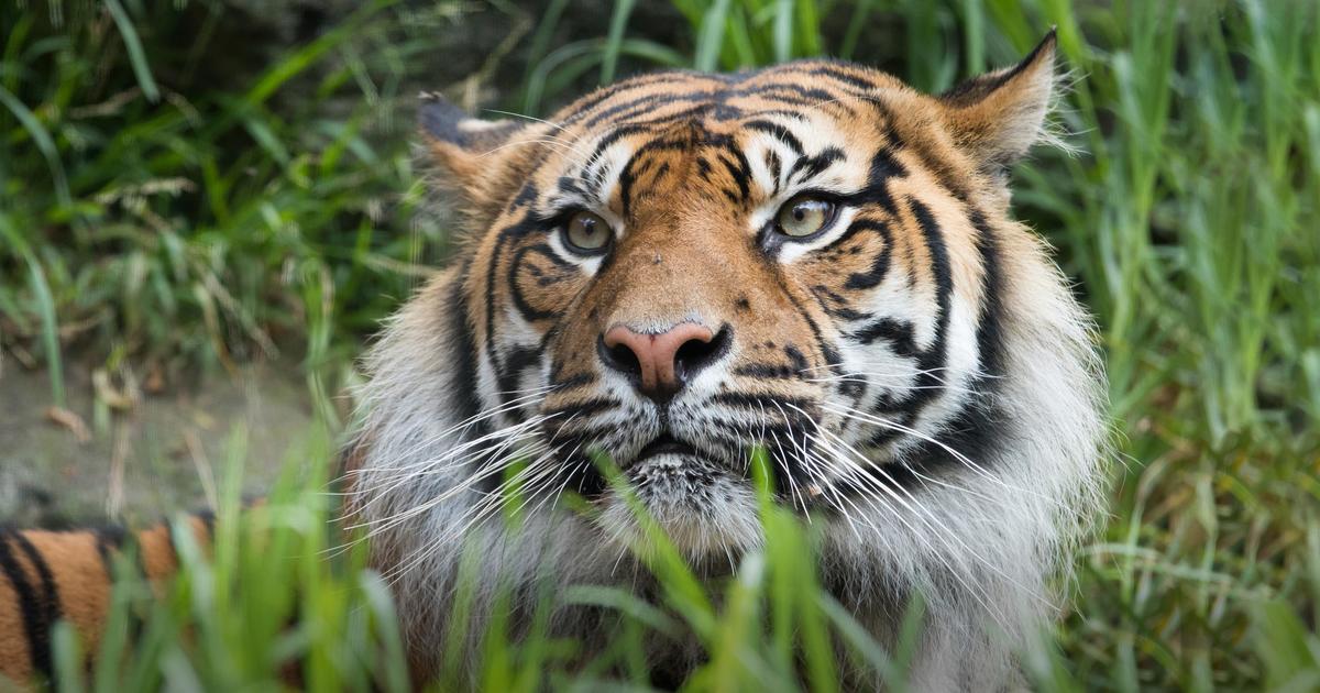 Stage 2: The Earth's Environment | Taronga Conservation Society Australia