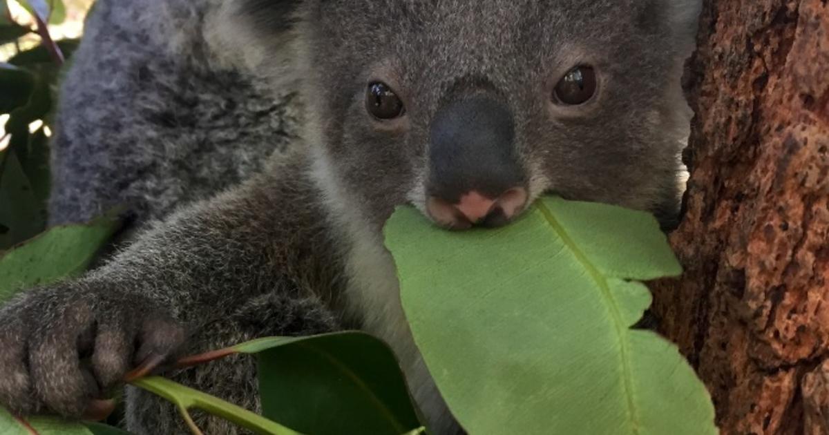 Koala joey emerges from the pouch in time for summer | Taronga Conservation Society Australia