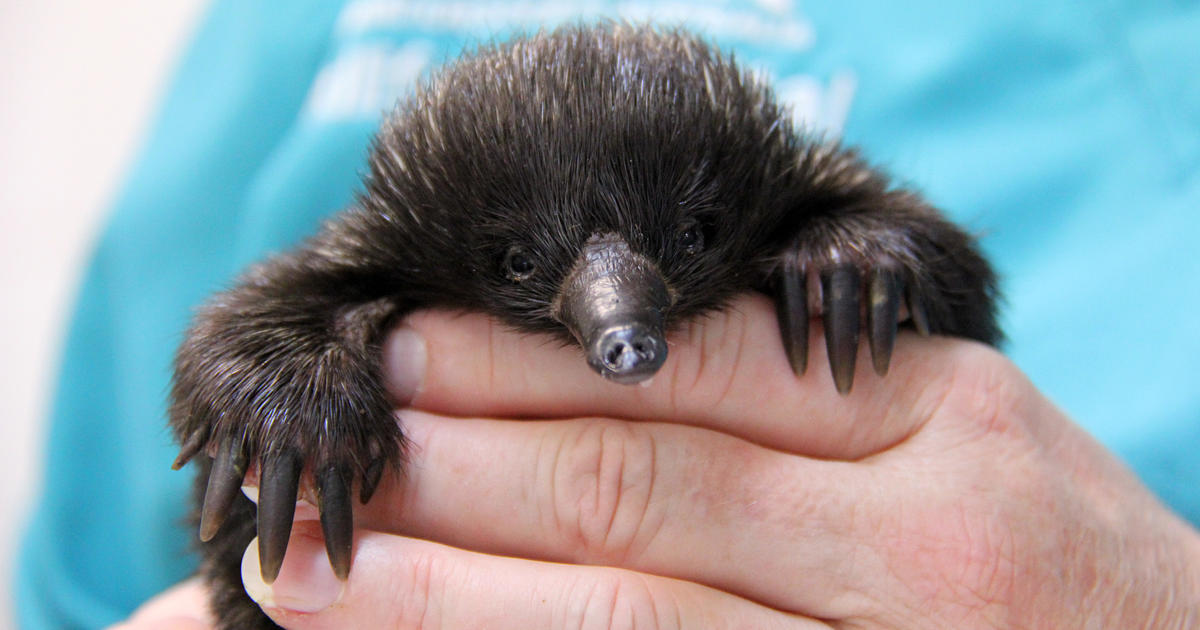 Baby Echidna