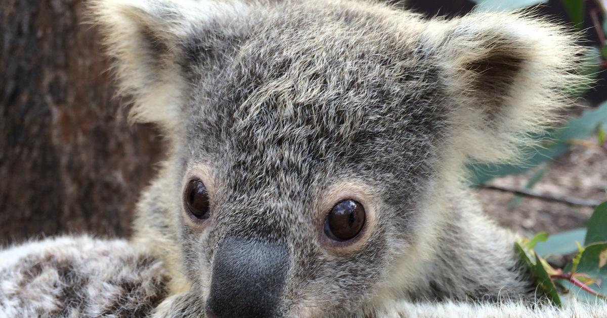A second Koala joey emerges | Taronga Conservation Society Australia