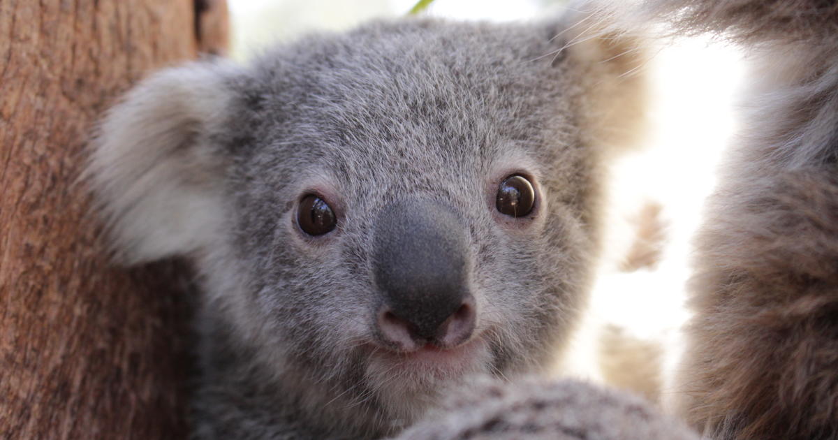 Koala joey emerges from Mum's pouch | Taronga Conservation Society Australia