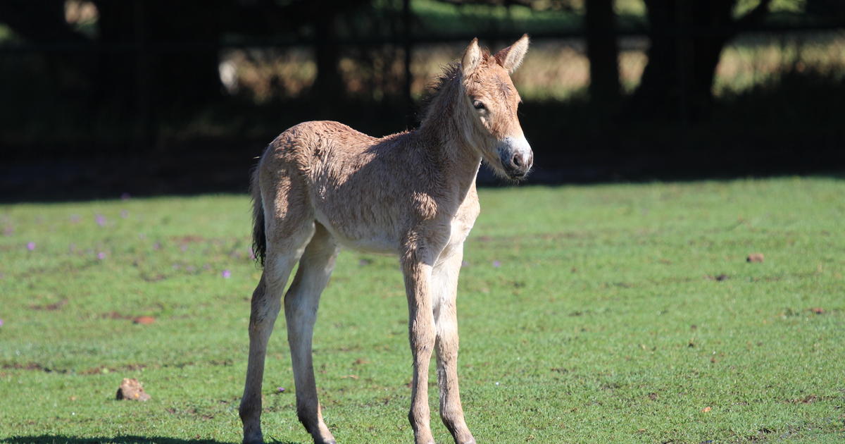 Zoo welcomes Przewalski's Horse foal | Taronga Conservation Society Australia