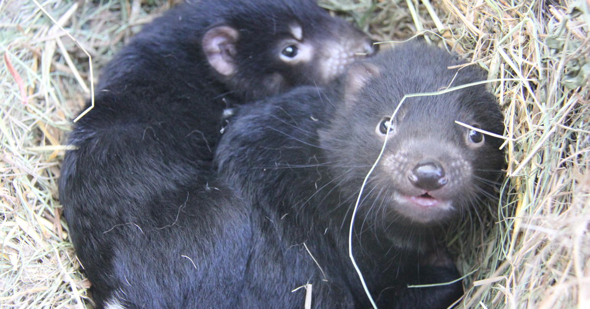 Tasmanian Devil breeding success in Dubbo | Taronga Conservation Society Australia