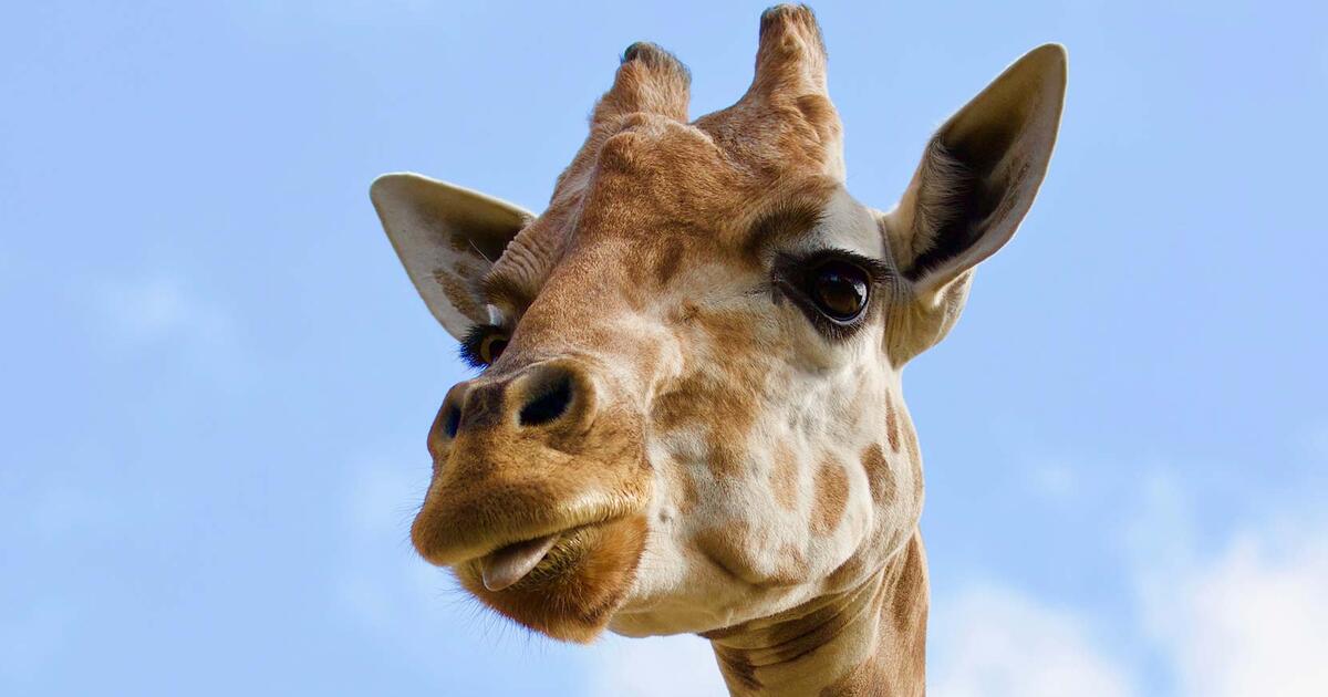 New Season: Who's Who in the Zoo | Taronga Conservation Society Australia