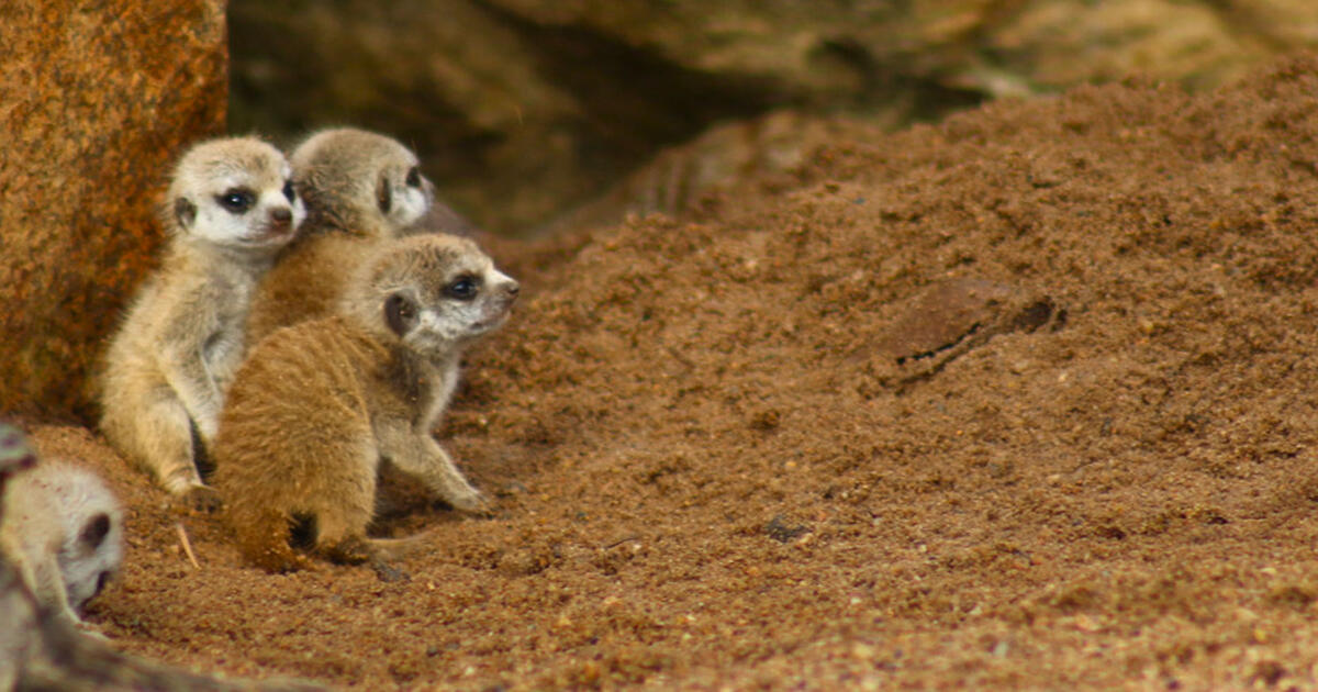 Baby Meerkats born in Dubbo | Taronga Conservation Society Australia