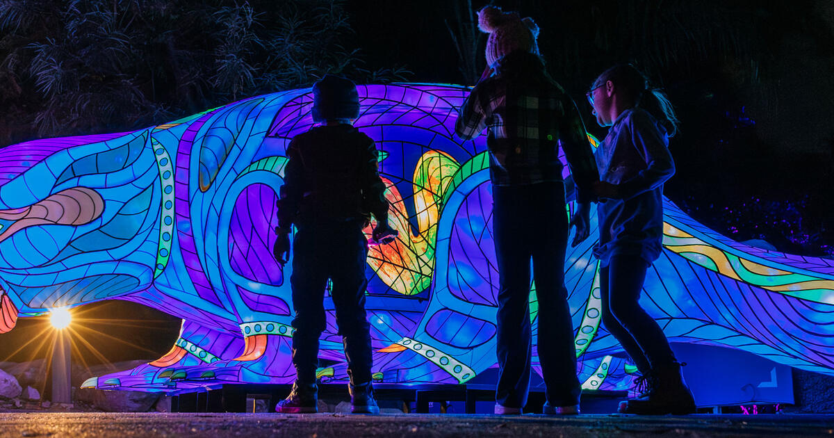 First Nations artist features at Vivid Sydney | Taronga Conservation Society Australia