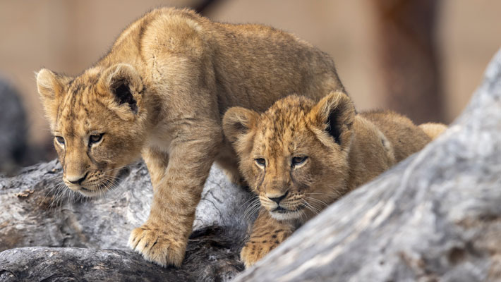 Discover the Wild on Zoofari | Taronga Conservation Society Australia