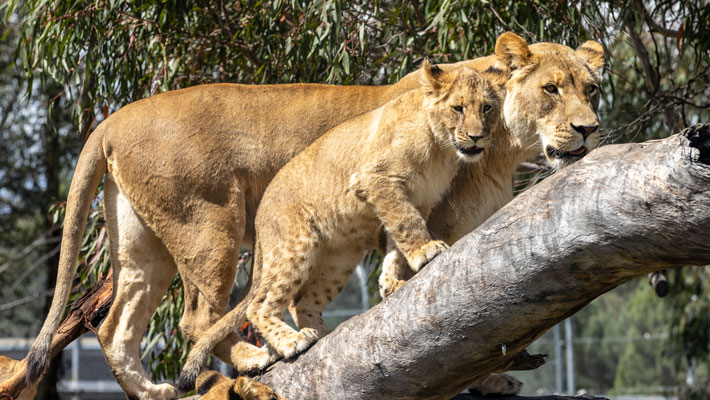 Discover the Wild on Zoofari | Taronga Conservation Society Australia