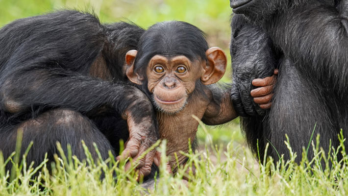 What's On at Taronga Zoo Sydney | Taronga Conservation Society Australia