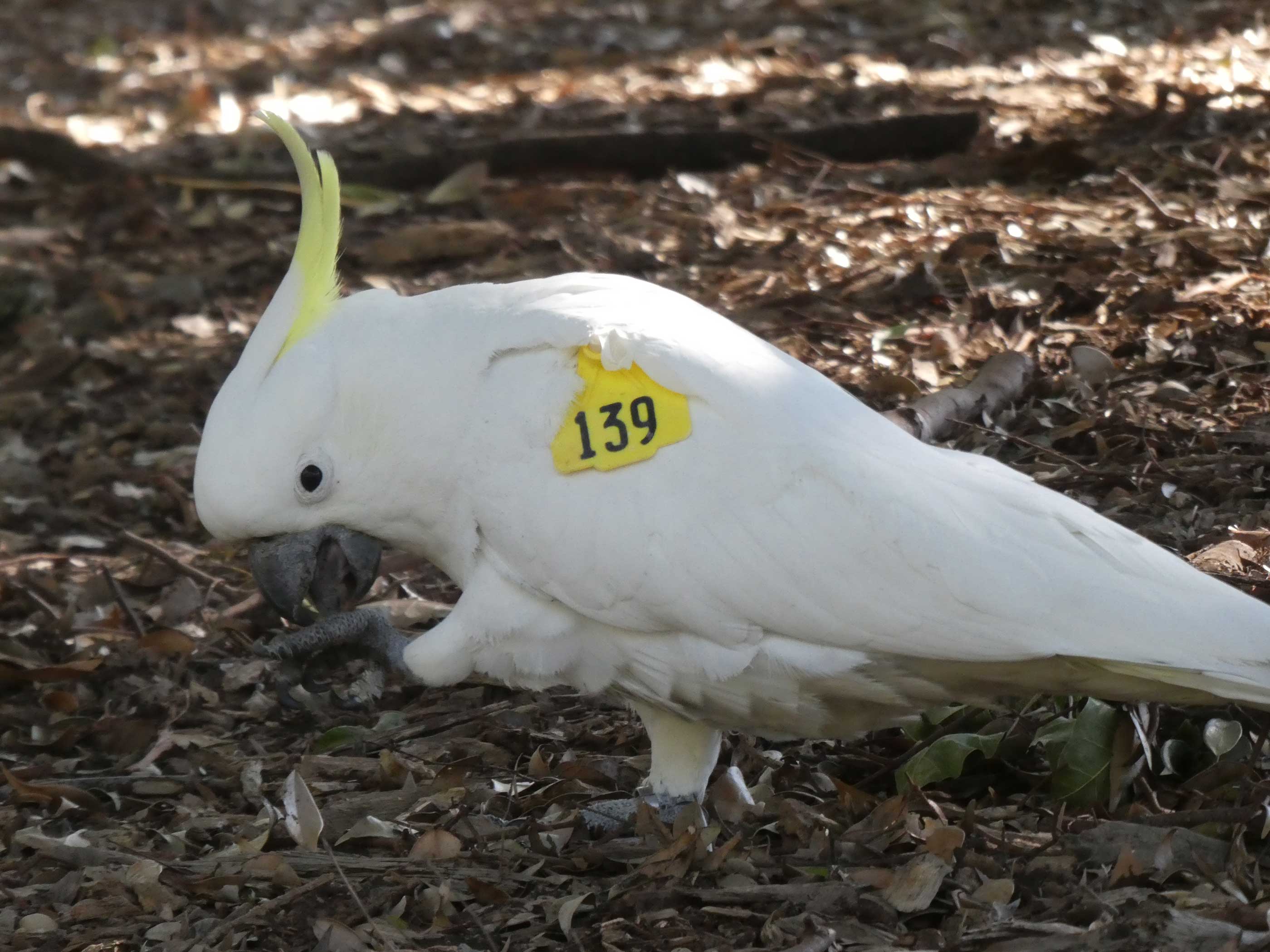Sulfur Crested Cockatoo Behavior