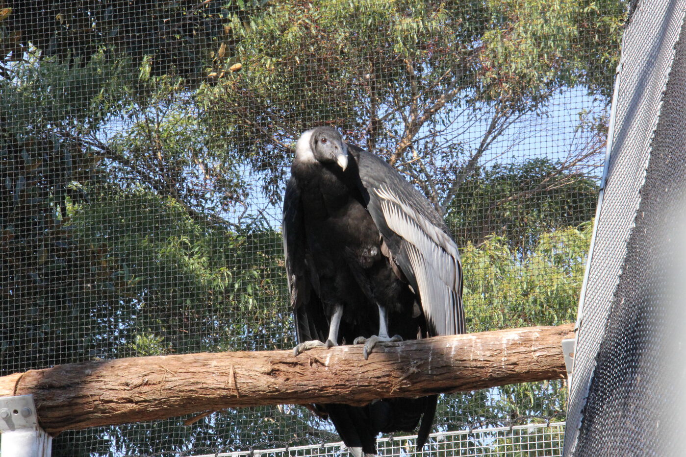 Andean Condor | Taronga Conservation Society Australia