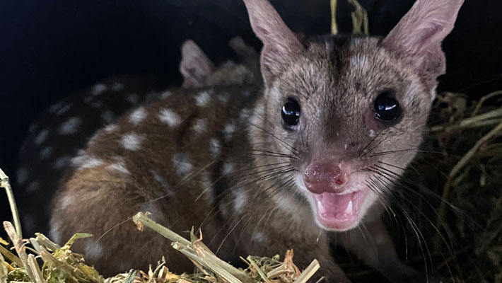 Hitting the sweet spot | Taronga Conservation Society Australia