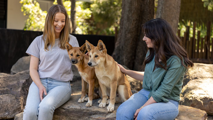 Dingo Encounter | Taronga Conservation Society Australia