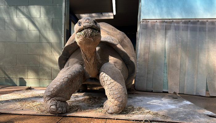 Where are the tortoises? | Taronga Conservation Society Australia