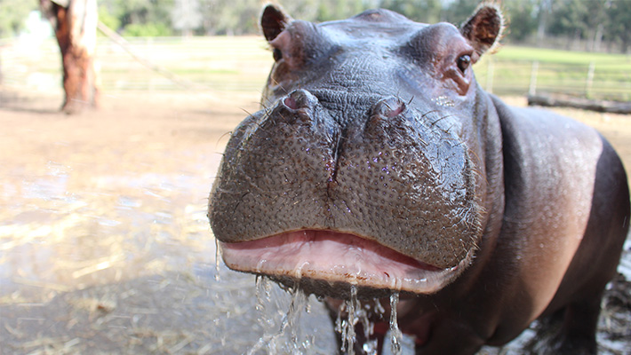 Hippo Feed | Taronga Conservation Society Australia