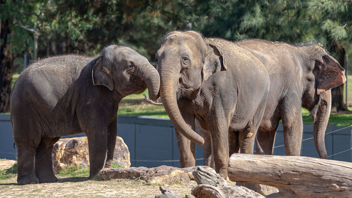 Dubbo Zoo Ele-brates Jumbo News | Taronga Conservation Society Australia