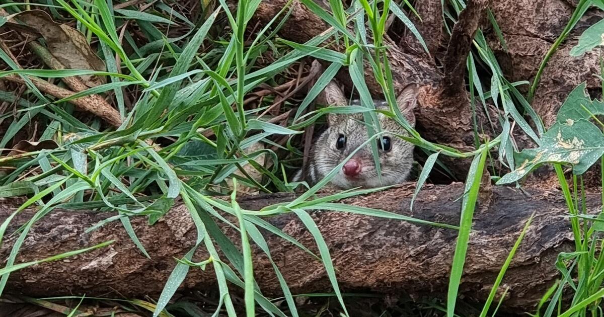 Taronga Sanctuary spots Chuditch | Taronga Conservation Society Australia