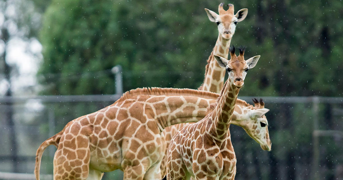 Keeper helping Giraffe in the wild | Taronga Conservation Society Australia