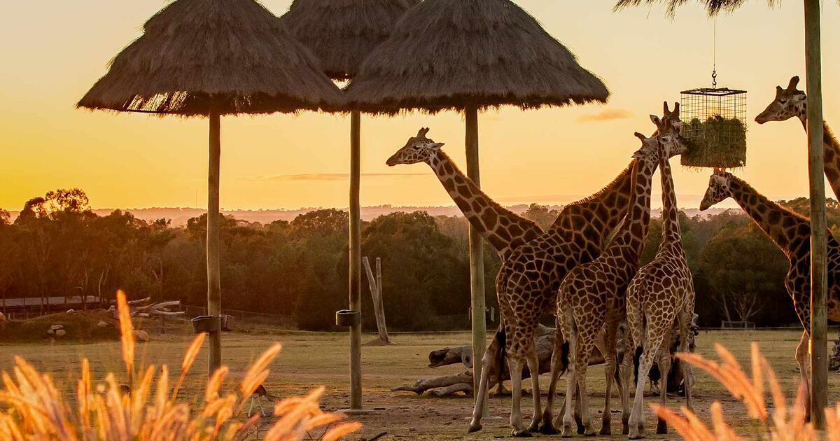 Taronga Western Plains Zoo Dubbo | Taronga Conservation Society Australia