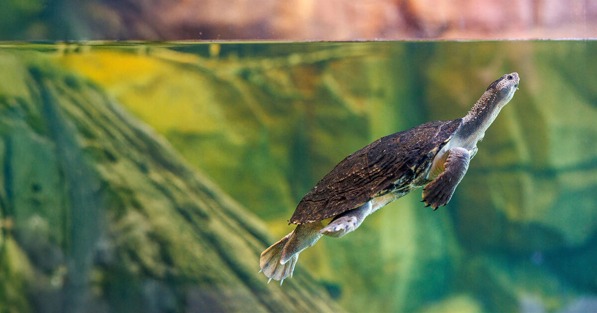 Reptile Care | Taronga Conservation Society Australia