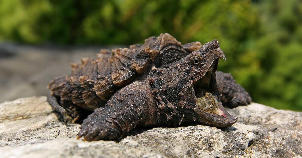 Alligator Snapping Turtle | Taronga Conservation Society Australia