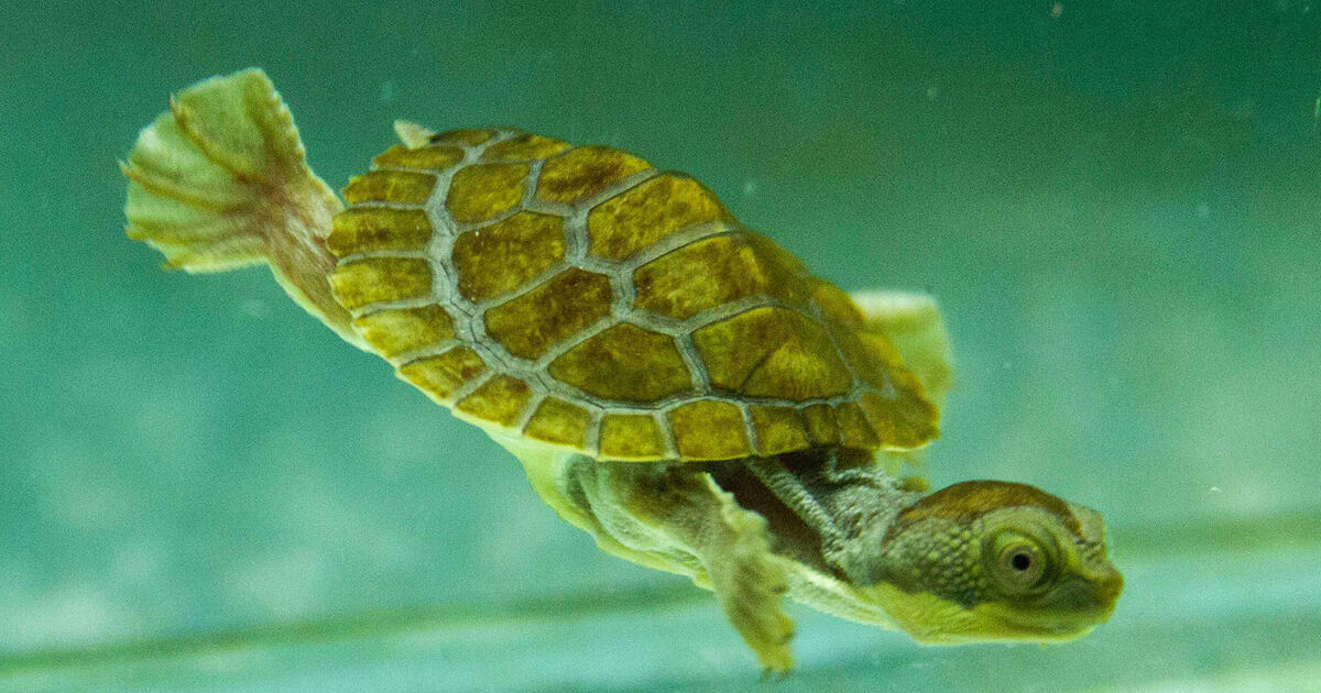 Pledge to Protect | Taronga Conservation Society Australia