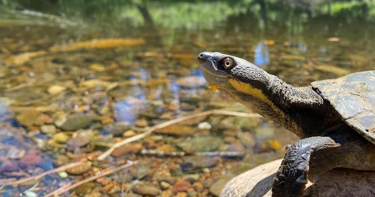 Bellinger River Turtle | Taronga Conservation Society Australia