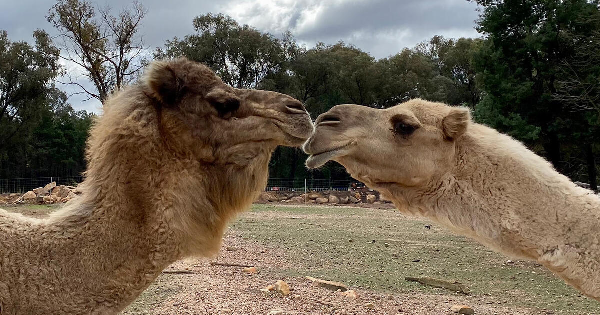 Camel Keeper Talk - Sydney | Taronga Conservation Society Australia