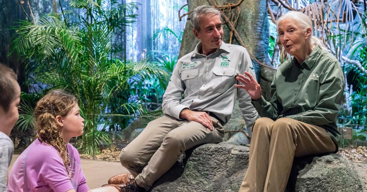 Chimpanzee Conservation | Taronga Conservation Society Australia