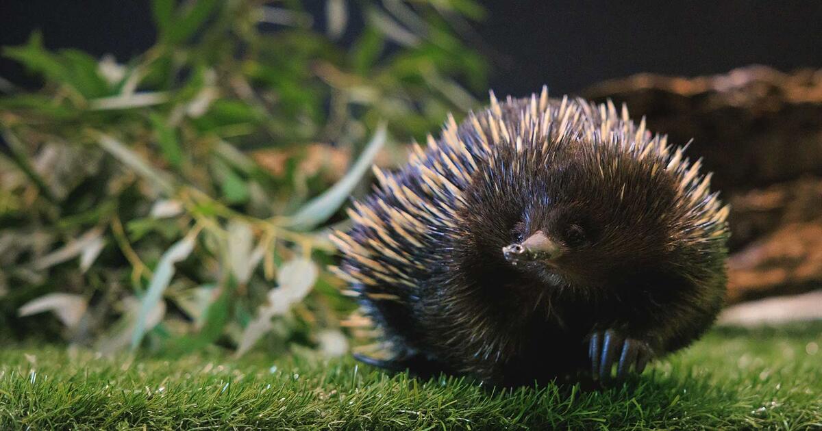 Aussie Animals ALIVE! Show | Taronga Conservation Society Australia