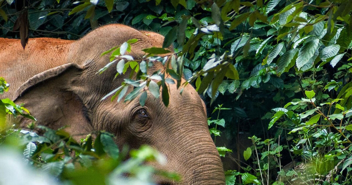 Flora and Fauna International | Taronga Conservation Society Australia