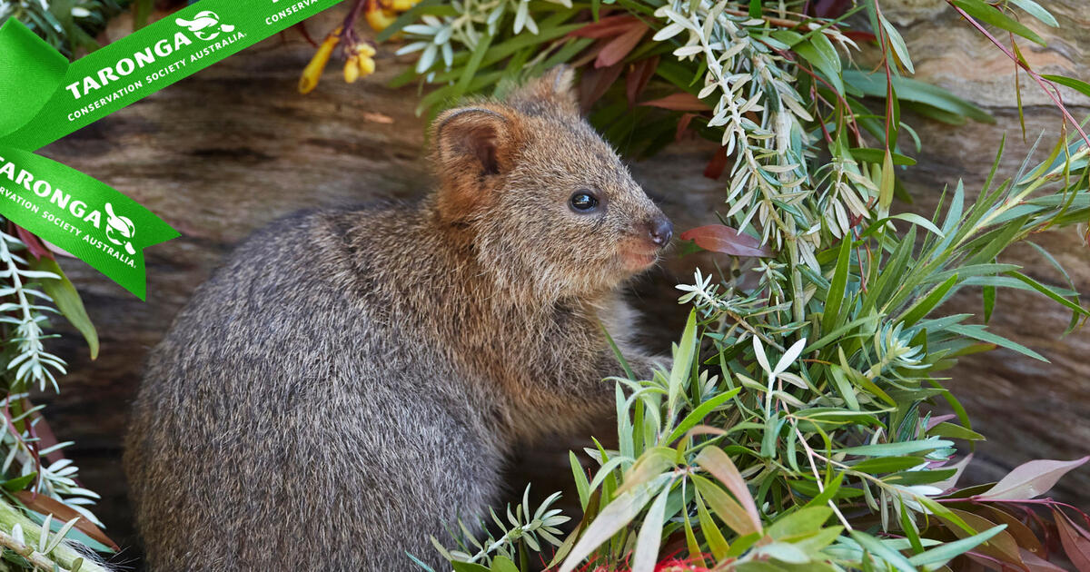 Taronga Gift Guide | Taronga Conservation Society Australia