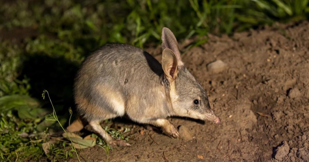 Peters Frosty Fruit Track-a-bilby | Taronga Conservation Society Australia