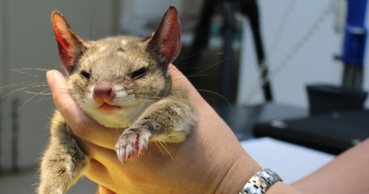 Taronga Western Plains Wildlife Hospital | Taronga Conservation Society ...