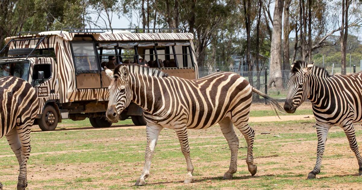 Discover the Wild on Safari | Taronga Conservation Society Australia