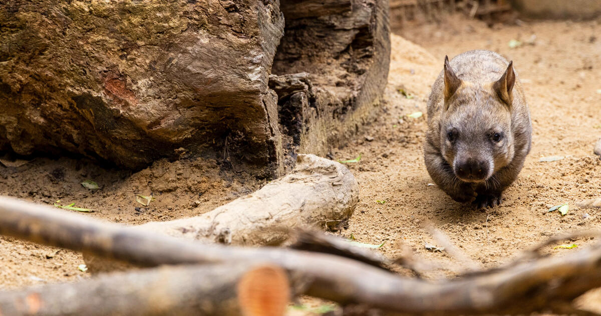 Wombat Appeal | Taronga Conservation Society Australia