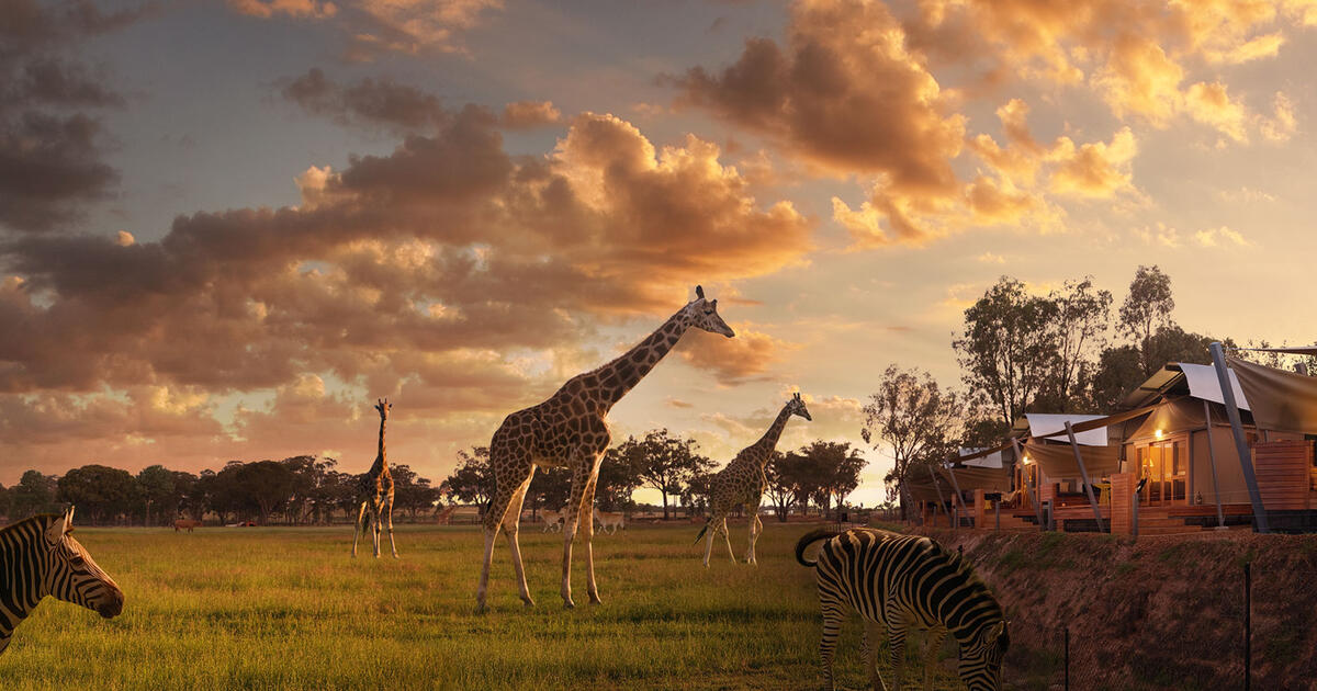 The Zoofari Lodge Experience | Taronga Conservation Society Australia