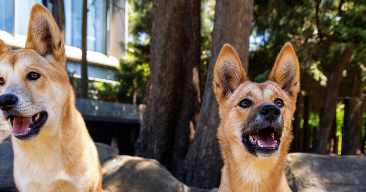 Dingo Keeper Talk | Taronga Conservation Society Australia