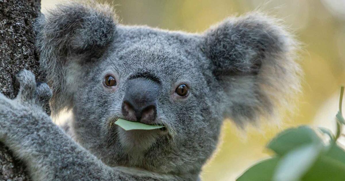 Wild Australia Experience | Taronga Conservation Society Australia