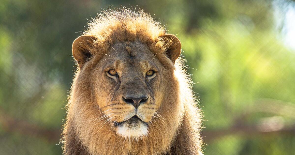 Lion Keeper Talk | Taronga Conservation Society Australia