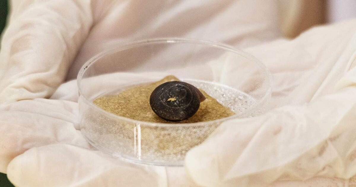 Norfolk Island Snail Project | Taronga Conservation Society Australia