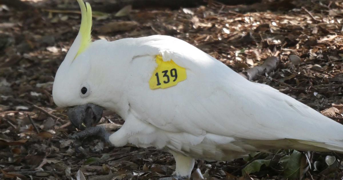 The Clever Cockie Project | Taronga Conservation Society Australia