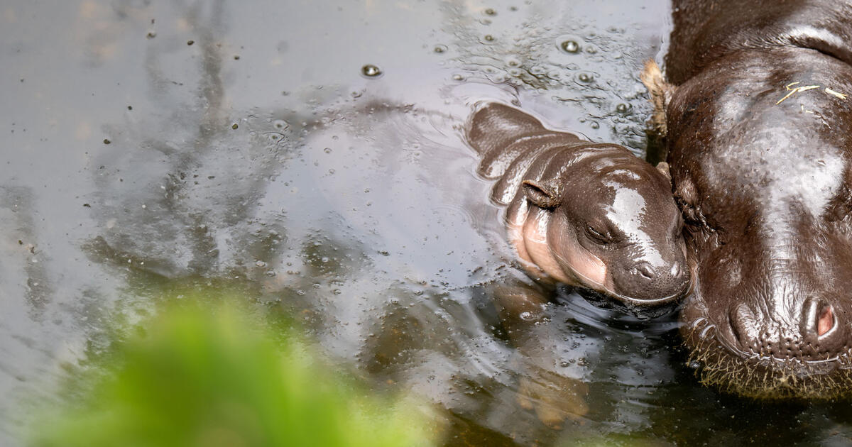 What's On at Taronga Zoo Sydney | Taronga Conservation Society Australia