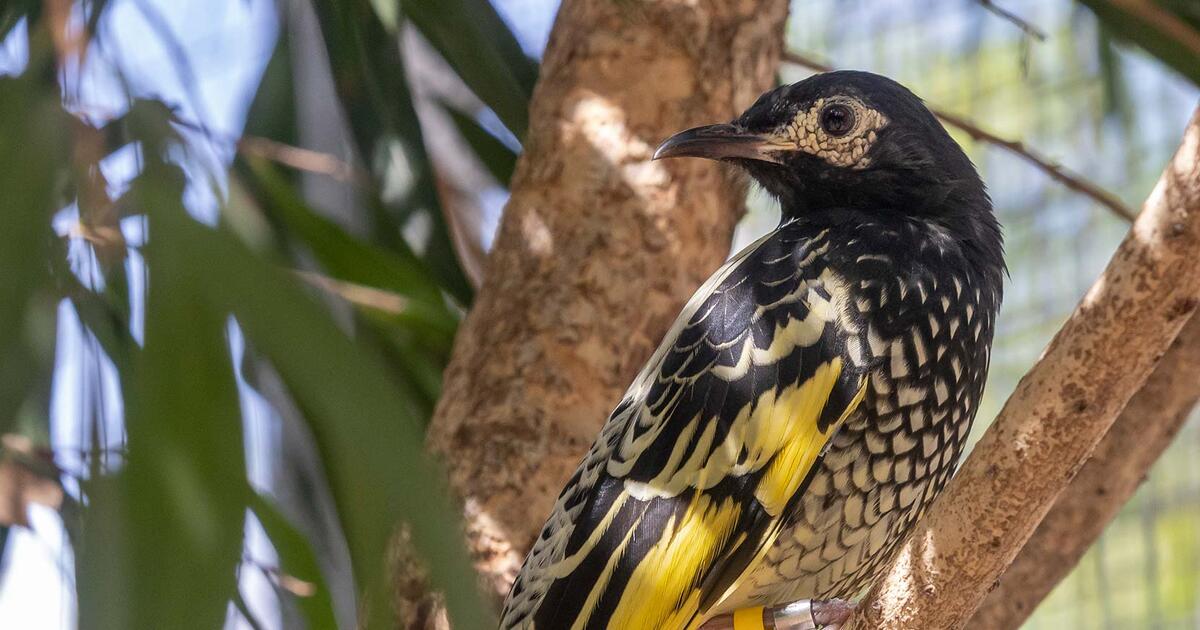 Wildlife Hospital Keeper Talk | Taronga Conservation Society Australia