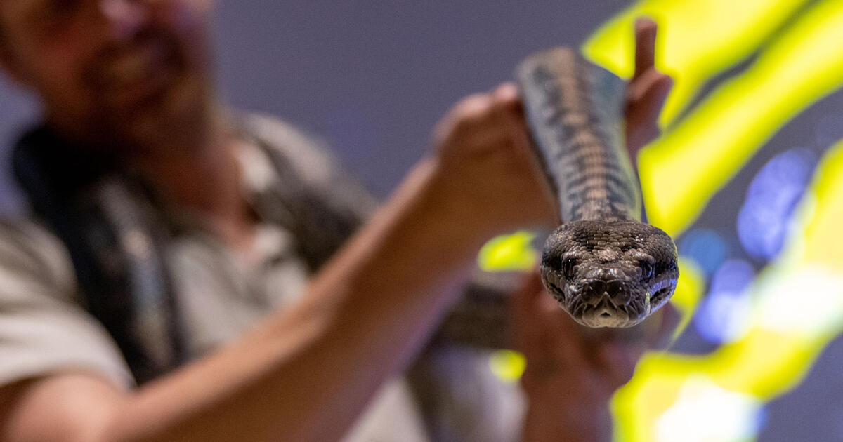 Reptiles Alive Show | Taronga Conservation Society Australia