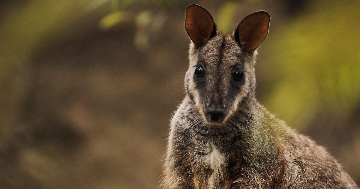 GIO Zoo Month | Taronga Conservation Society Australia