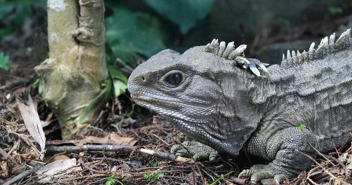 Tuatara | Taronga Conservation Society Australia