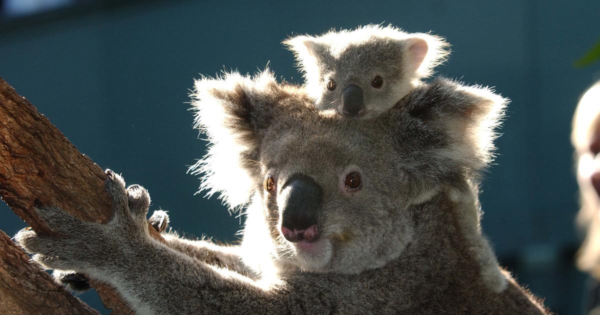 Baby boom! | Taronga Conservation Society Australia