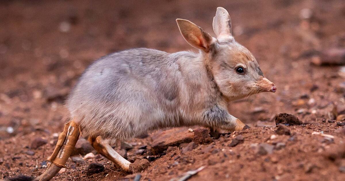 Adopt an animal | Taronga Conservation Society Australia